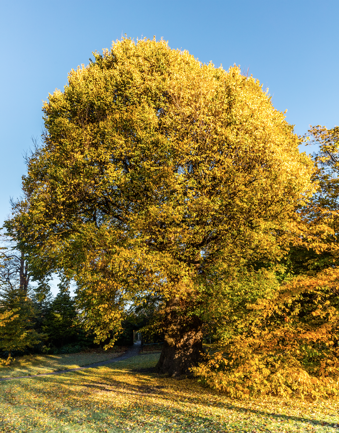 Autumn Photos 2017 - Friends of Preston Park